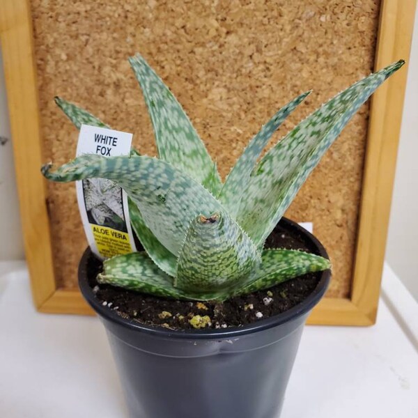 Flowerpotnursery Aloe Vera White Fox 4 Pot - Etsy