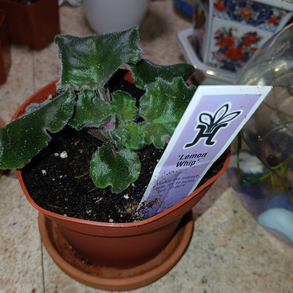 Hunter's Venom African Violet Live Plant, Young Starter in a 4" Pot ...