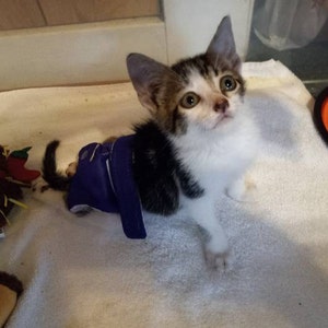 Guinea Pig Cavy Diaper With Bib / Collar Waterproof Designed - Etsy