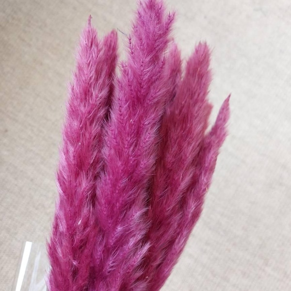 15 Stems Brown Pampas Grass Maroon Pampas Grass Dried Flowers for ...