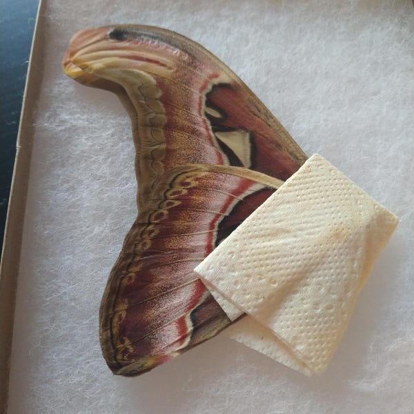 Attacus Atlas Moth Papered Specimen MALE and FEMALE Spcimens, Real ...