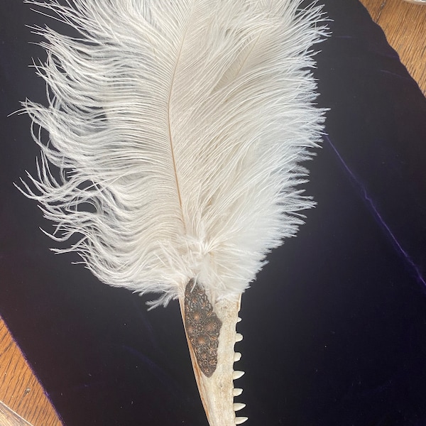 Taxidermy Bird Wings, Real Bird Wing, Chicken Wing, Partial Wing, 8 X 2 ...