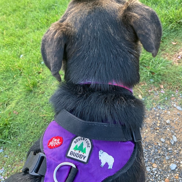 Adventure Buddy Patch for Dogs | Iron-on | Velcro - Etsy