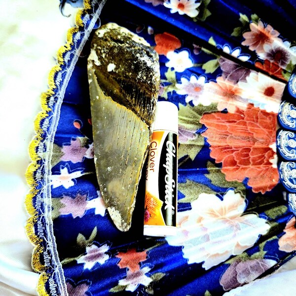 Broken Megalodon Shark Tooth - Etsy