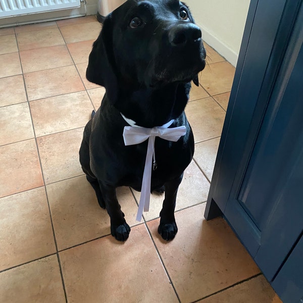 Sparkling Bunny and Chick Frill Dog Collar Dog Festivities Collar Great ...