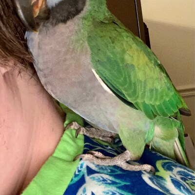 Poo Protector Clothing Protector Parrot/pet Bird Accessory Bird Apron ...