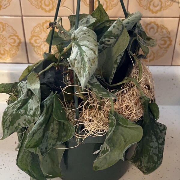 FOSTER 4-pack LIVE 4 Inch Kalanchoe, Blooming Houseplant, Gardening ...