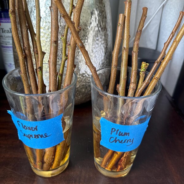 10 MARS GRAPE Cutting / Fruit Tree Scion / Scionwood / Wood / Rooting ...