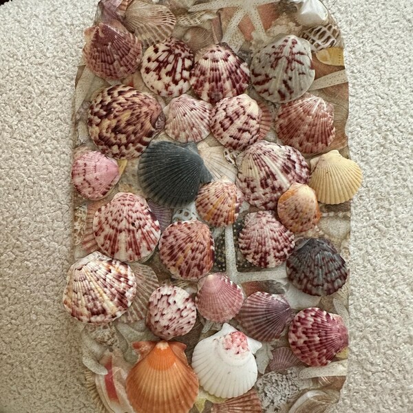 25+ Scallop Sea Shells, Florida Scallops, Sanibel Scallop Shells ...