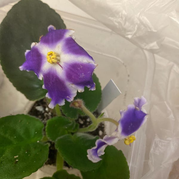 Semi Mini African Violet Robs Calypso Beat - Etsy
