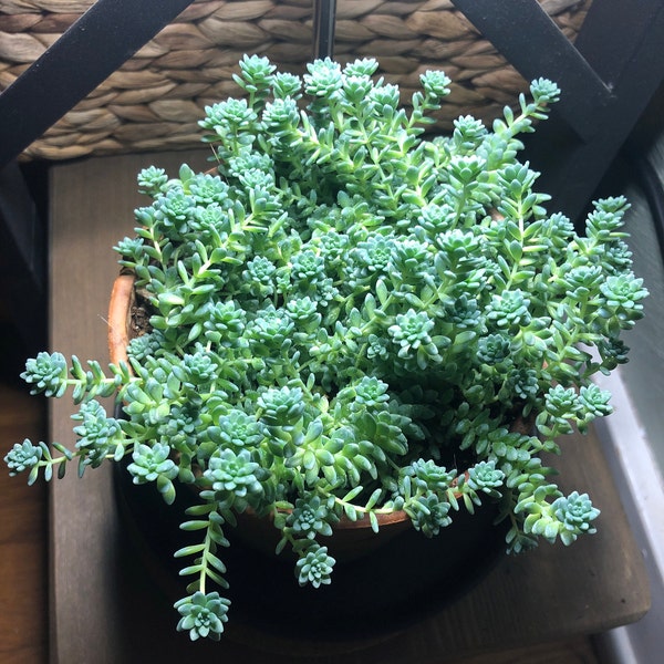 Sedum Dasyphyllum Major Blue Tears Sedum Live Succulent Plants 2" 4” 6 ...