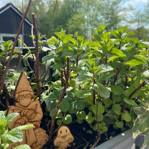 Bern in a Fern Grumpy Bernie Garden Gnome Plant/garden Stake - Etsy