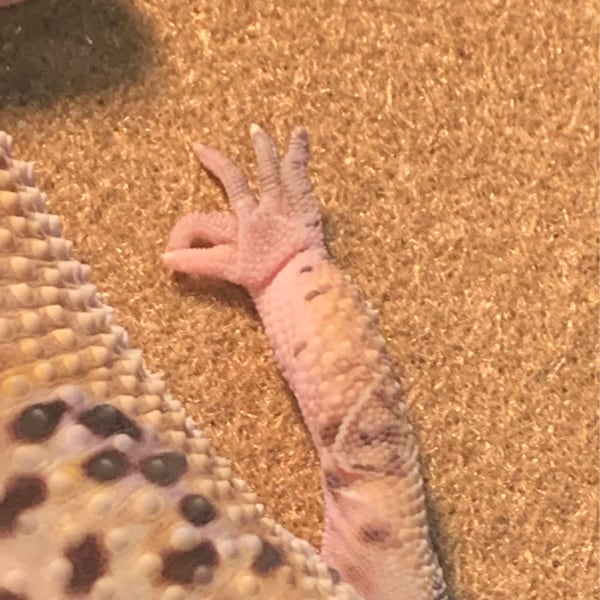 Leopard Gecko Moist Hide / Lay Box - Etsy