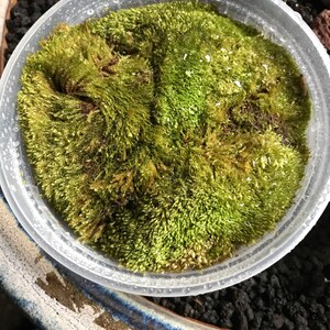 Star Moss Tortula Ruralis - Etsy