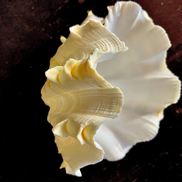 FLUTED CLAM PAIR Shell *all Sizes* Natural White Scaly Squamosa ...