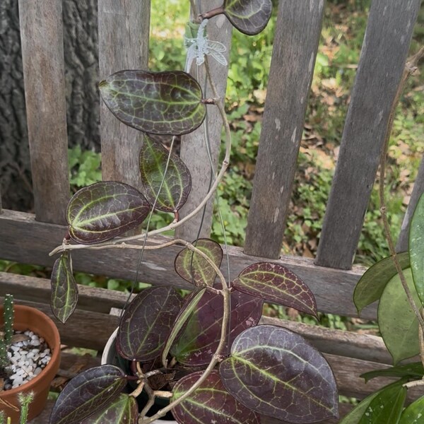 Hoya Millie Sms 019 in 4.5”pots - Rare Hoya - Wax Plant - Attractive ...