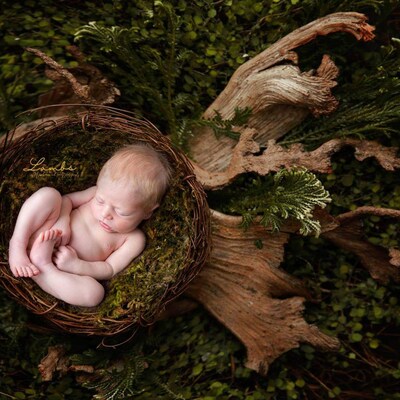 Digital Backdrop, Background Newborn Baby Girl or Boy , Forest Fairy ...