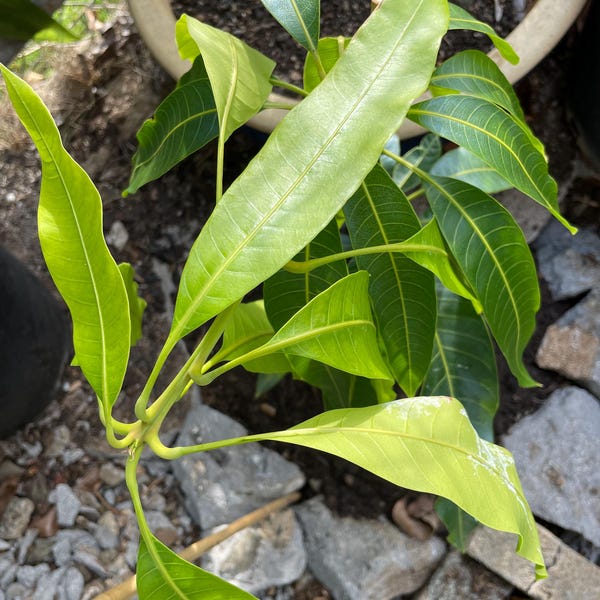 Grafted Dwarf Hawaiian Mango Tree - 3 Gallon Pot, Fully Rooted, Free ...