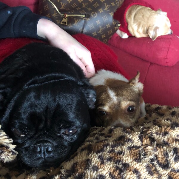 Turquoise Dinky Dots by Loralie Designs - Black Dots on Vibrant ...