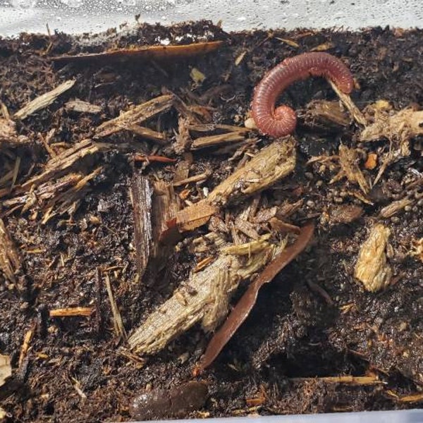 Shredded Rotten Wood (flake Soil) Beetle, Millipede, Isopod Substrate ...
