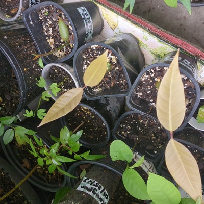 5 Bele Abelmoschus Manihot Edible Hibiscus Tonga Spinach Cuttings FROM ...