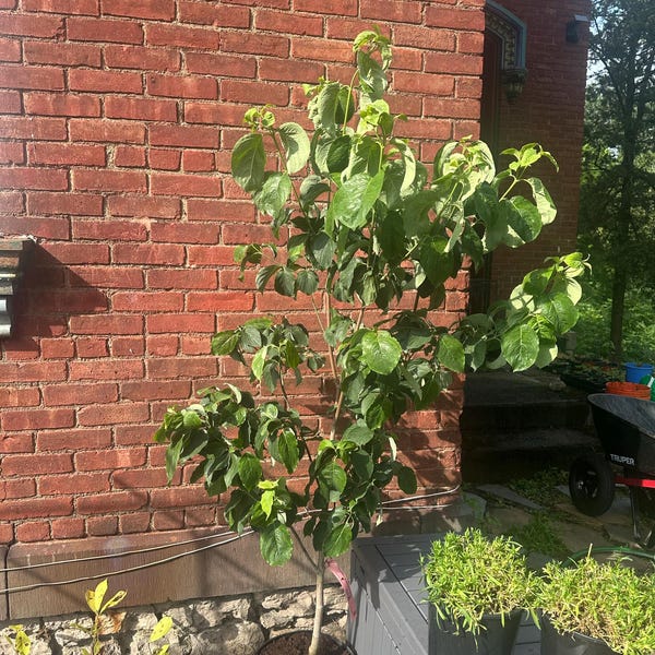 Bonfire Patio Peach Tree - Etsy