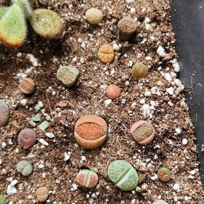 5-10-15pc Lithops Living Stones .rare Succulents.each Plant Size 0.5-0 ...