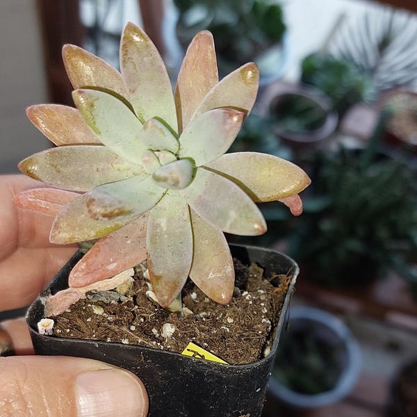 Crassula Sarmentosa 'comet' Variegata Succulent Plant - Etsy