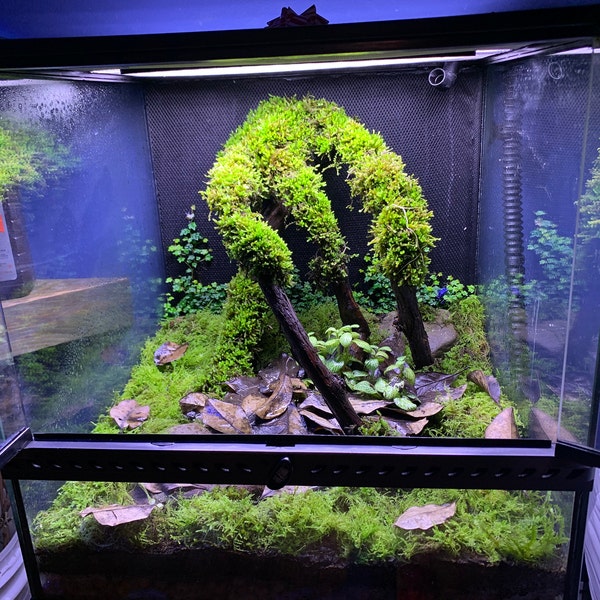 Live Sheet Moss - for Terrariums, Vivariums, Moss Gardens - Etsy