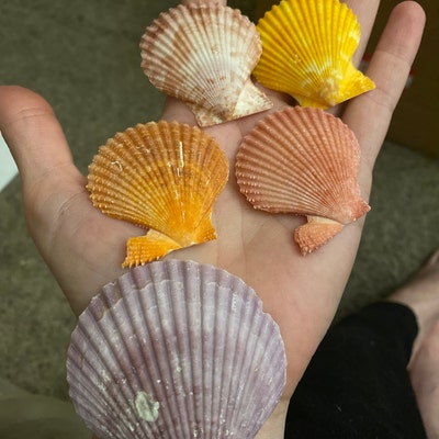 Colored Pectin Shells 12 Colorful Pectins Natural Seashell Colorful ...