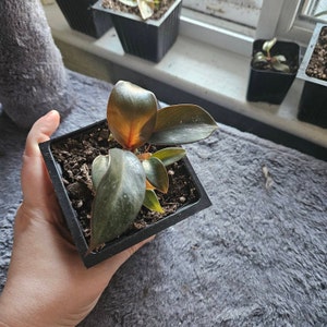 Alocasia Dragons Tooth Starter Plant must Buy A Minimum of ANY 2 PLANTS ...