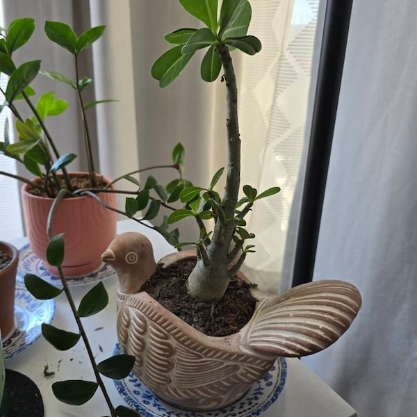 Handmade Woven Wall Basket Planter Wicker Wall Hanging Storage Basket Farmhouse Home Decor Door ...