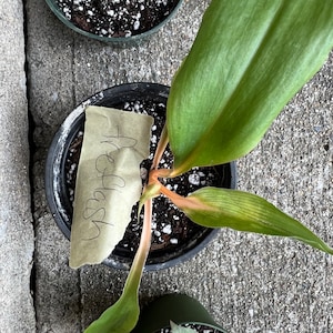 Chlorophytum fire Flash Green and Orange Starter Plant ALL - Etsy