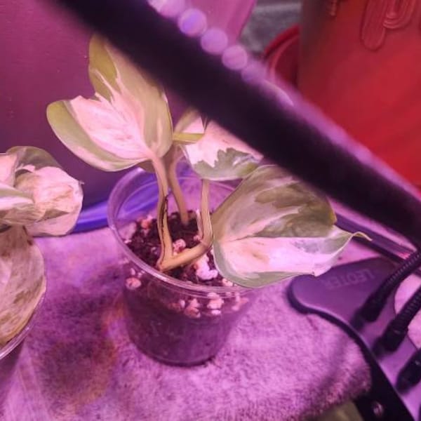 Potho Manjula High Viraigation Rare, Cuttings & Established Plants - Etsy