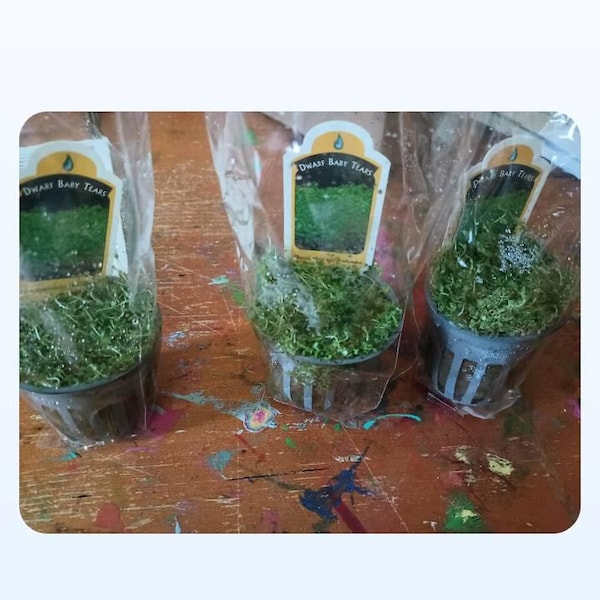 BUY2GET1FREE Java Moss, Bogor Moss Aquarium Plant | Easy Aquarium Plant ...