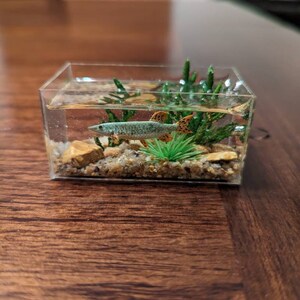 Miniature Clay Mudskipper Tank - Etsy