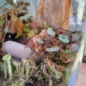 Swans-neck Thyme Moss Mnium Hornum Terrarium Moss - Etsy