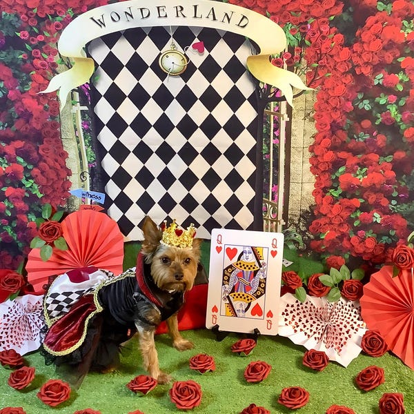 Princess Peach Dog Costume, Mario Kart Costume, Halloween Dog Costume ...