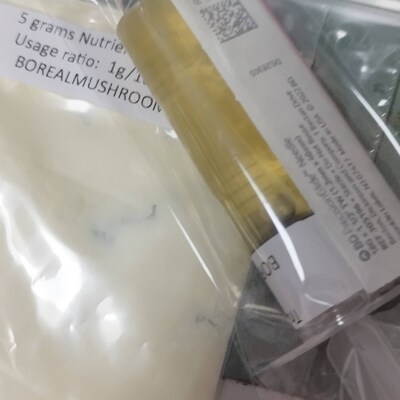 LION'S MANE Mushroom Liquid Culture Syringe Hericium Erinaceus Inoculation Mycelium Starter ...