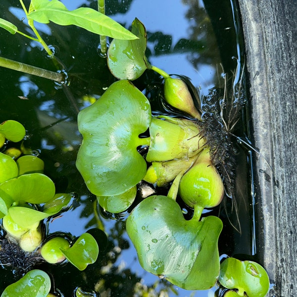 Azolla Duckweed Fern Fairy Moss 5oz - Easy Floating Live Aquarium ...