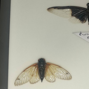 Magicicada Septendecim 17 Year Locust Pharaoh Cicada USA - Etsy