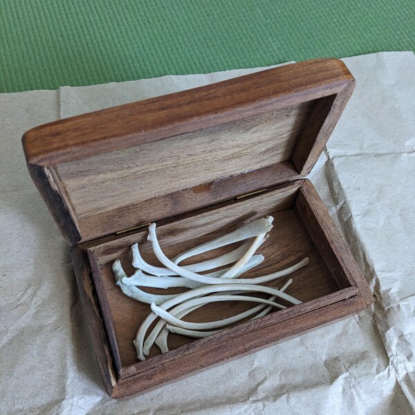 10 or 5 Small Bone Bundle, Ethically Sourced, UK Foraged, B Grade Bones ...