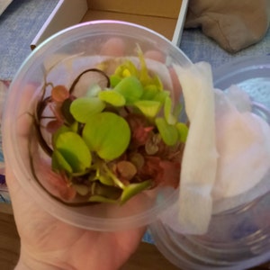 Three Type of Floating Plant Combo! (amazon Frogbit, Red Root Floater ...