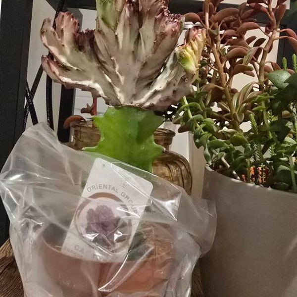 Happy Retirement Rose Bush Gift Wrapped - Help A Colleague or Friend ...