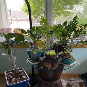 Purple Trumpet Bonsai Tree inner Feeling Collection From Cute Little ...