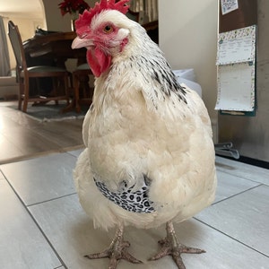 Chicken Bra, Crop Support, Pendulous Crop Support, Crop Bra, Hen Bra ...