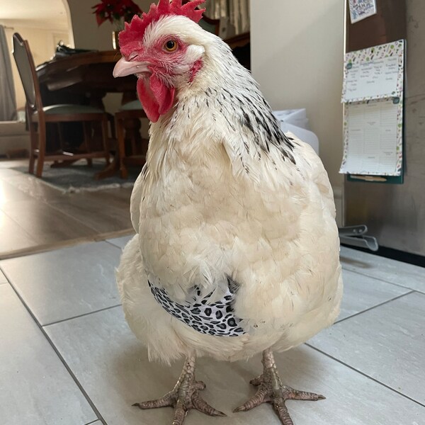 Chicken Bra, Crop Support, Pendulous Crop Support, Crop Bra, Hen Bra ...