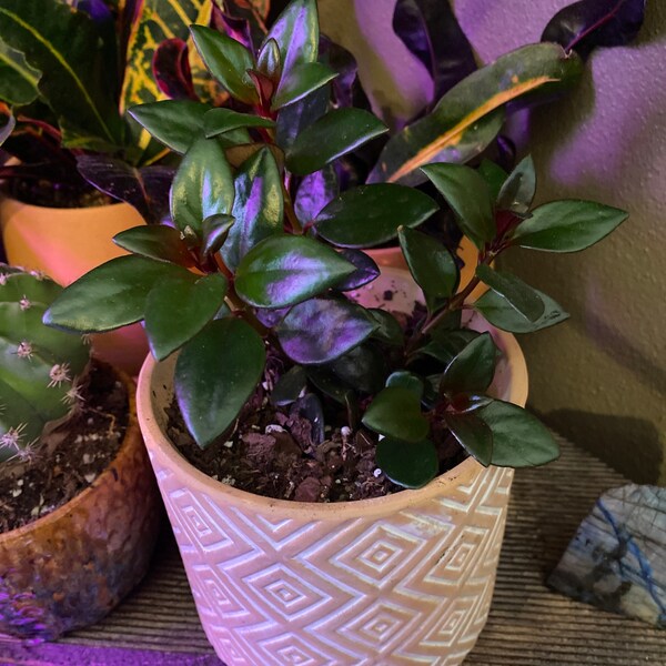 Scindapsus Silver Hero - Etsy