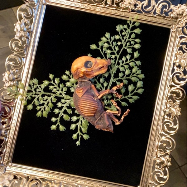 Petrified/mummified/preserved Fetal Piglet - Etsy