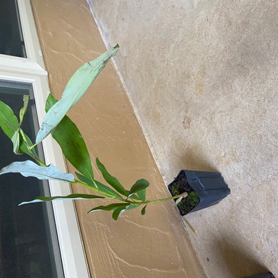 SWEETBAY MAGNOLIA Qt. Pot Laurel Magnolia, Swamp Magnolia magnolia ...